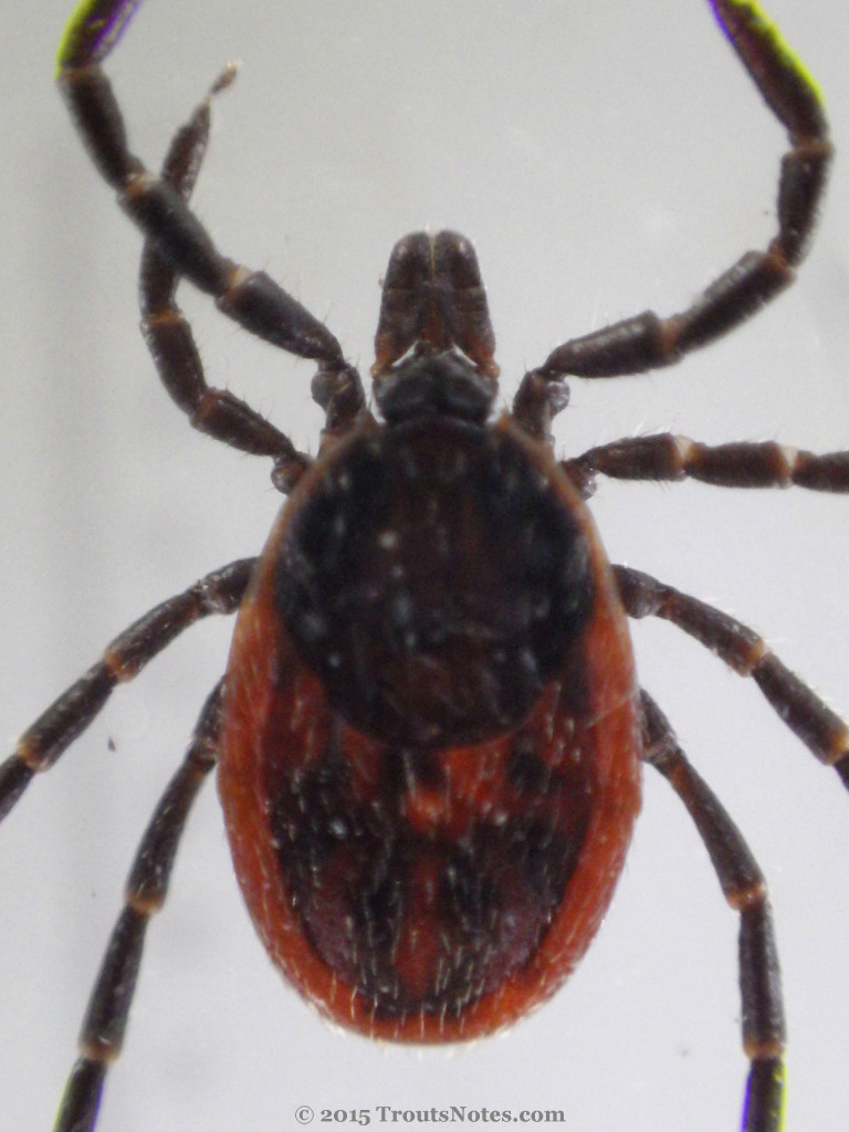 Ixodes-pacificus_16may2015_IMGP4780 – Trout's Notes