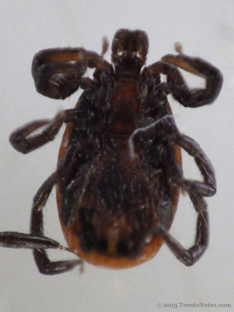Ixodes pacificus – Trout's Notes