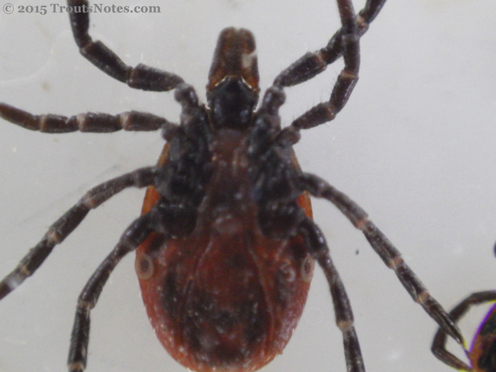 Ixodes pacificus – Trout's Notes