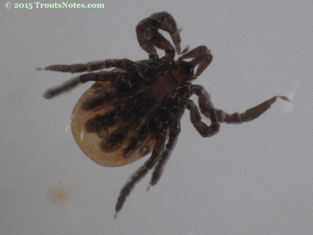 Ixodes pacificus – Trout's Notes