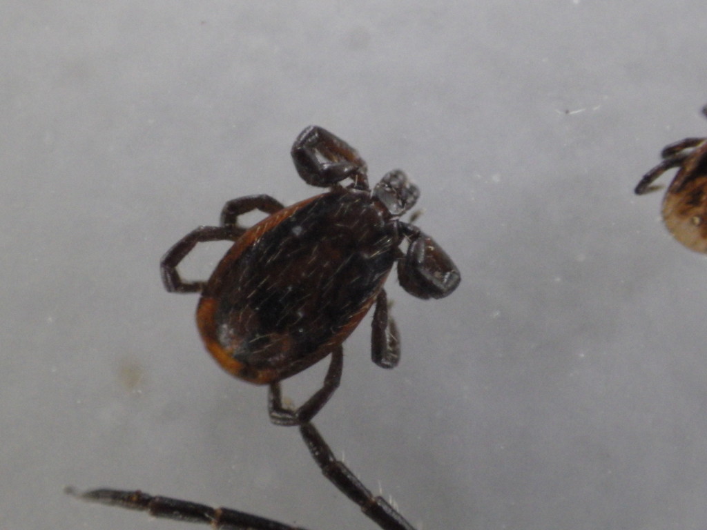 Ixodes pacificus – Trout's Notes