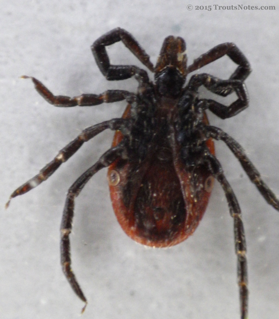 Ixodes pacificus – Trout's Notes