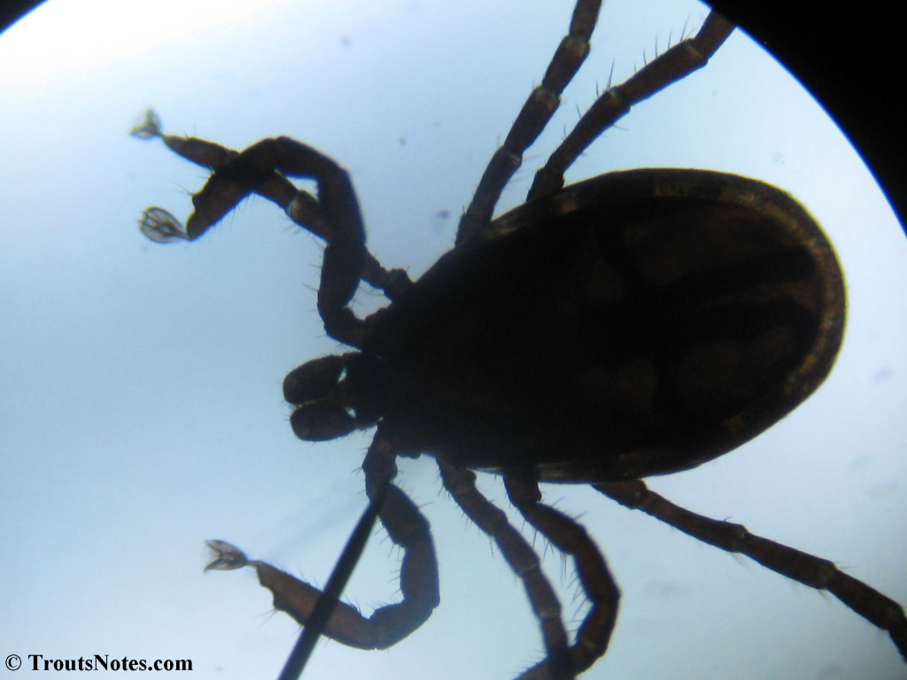 Ixodes pacificus – Trout's Notes