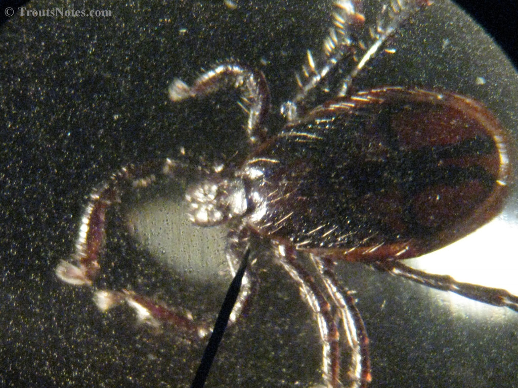 Ixodes pacificus – Trout's Notes