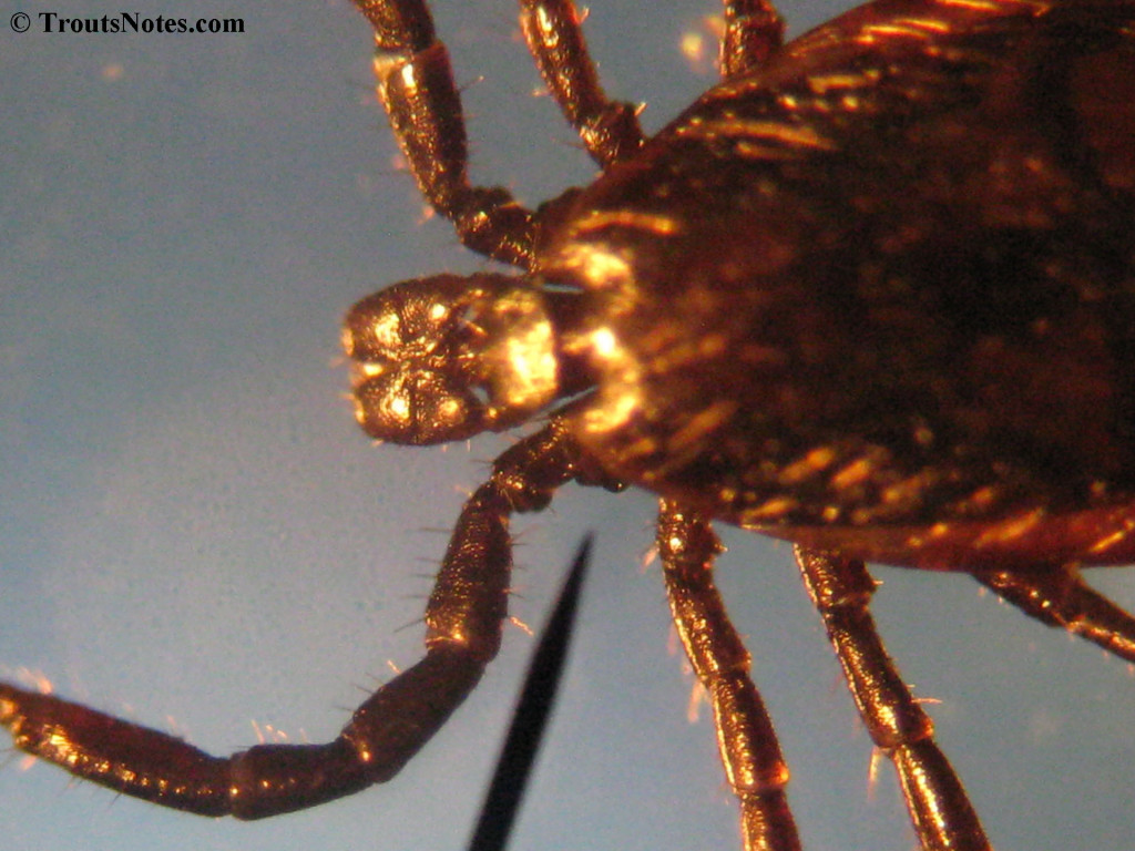 Ixodes pacificus – Trout's Notes