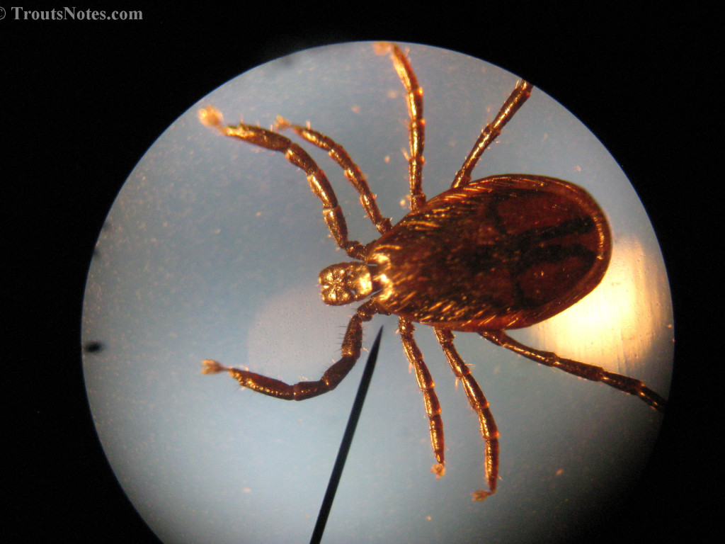 Ixodes pacificus – Trout's Notes