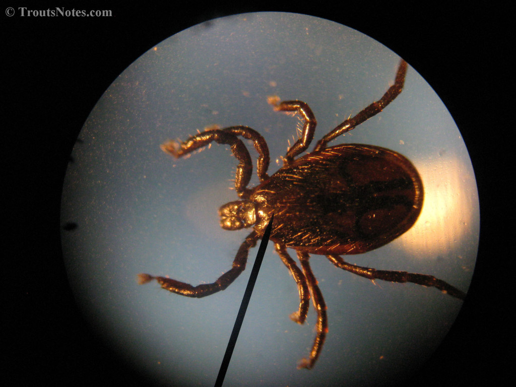 Ixodes pacificus – Trout's Notes