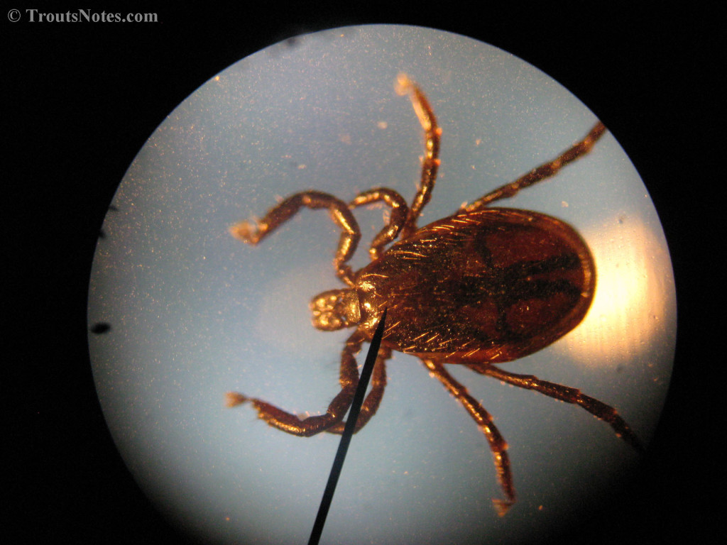 Ixodes pacificus – Trout's Notes