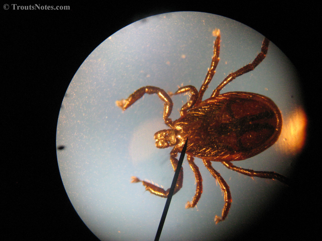 Ixodes_pacificus_alive_IMG_4770 – Trout's Notes