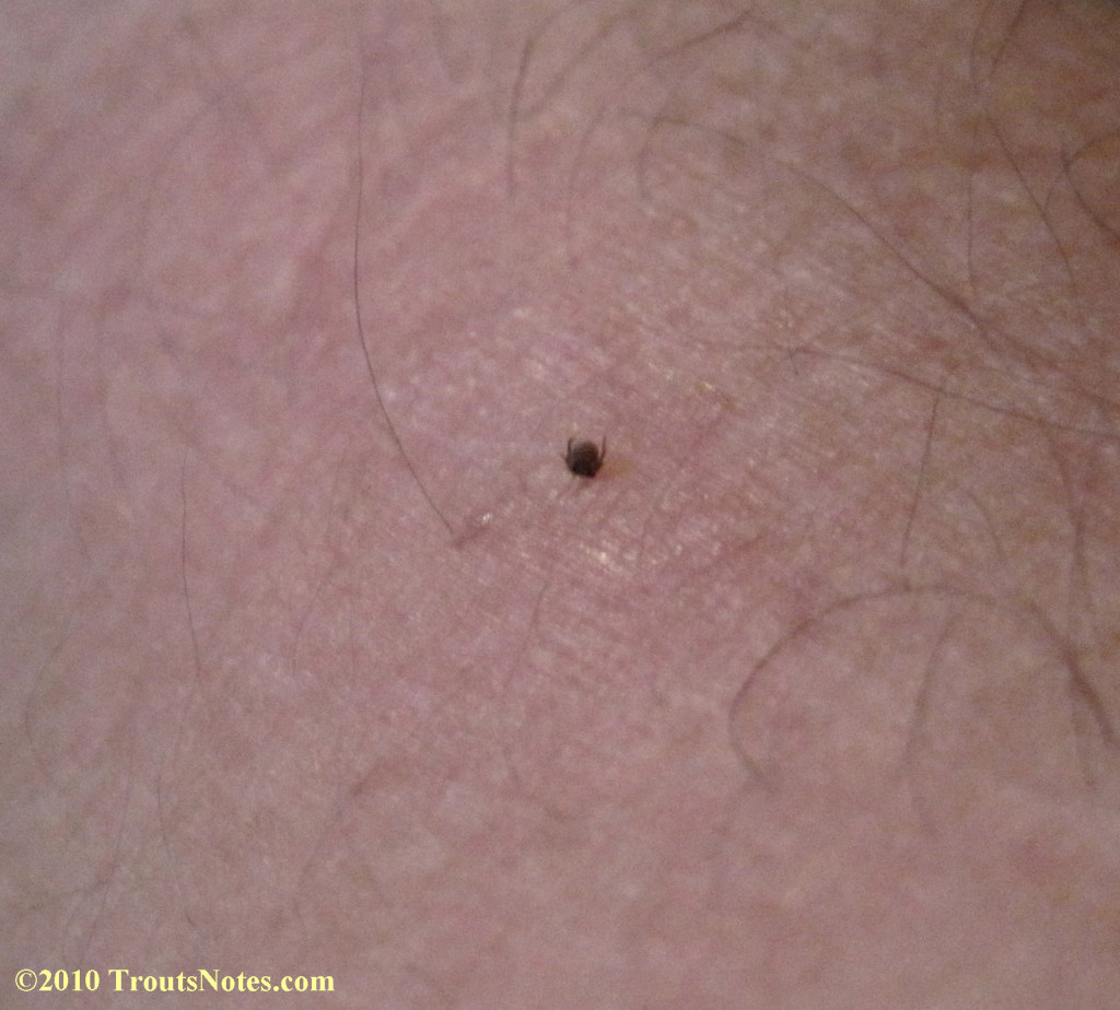 ticks – Trout's Notes