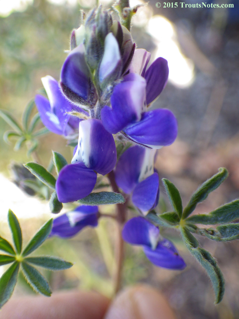 Lupinus bicolor – Trout's Notes