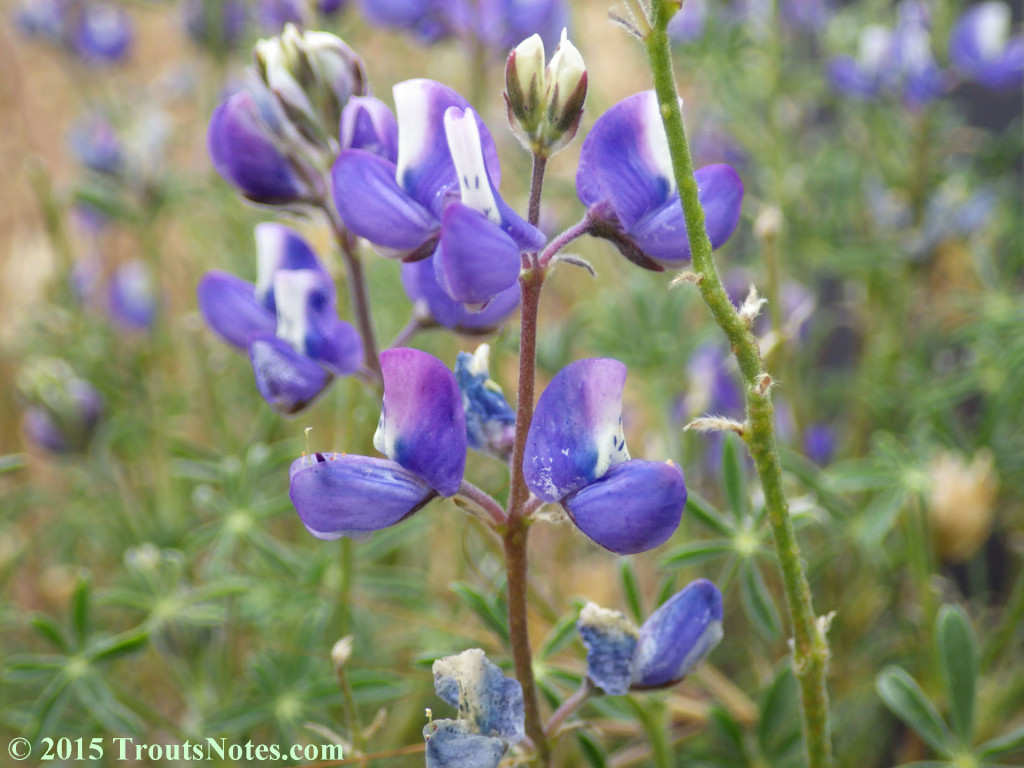 Lupinus bicolor – Trout's Notes