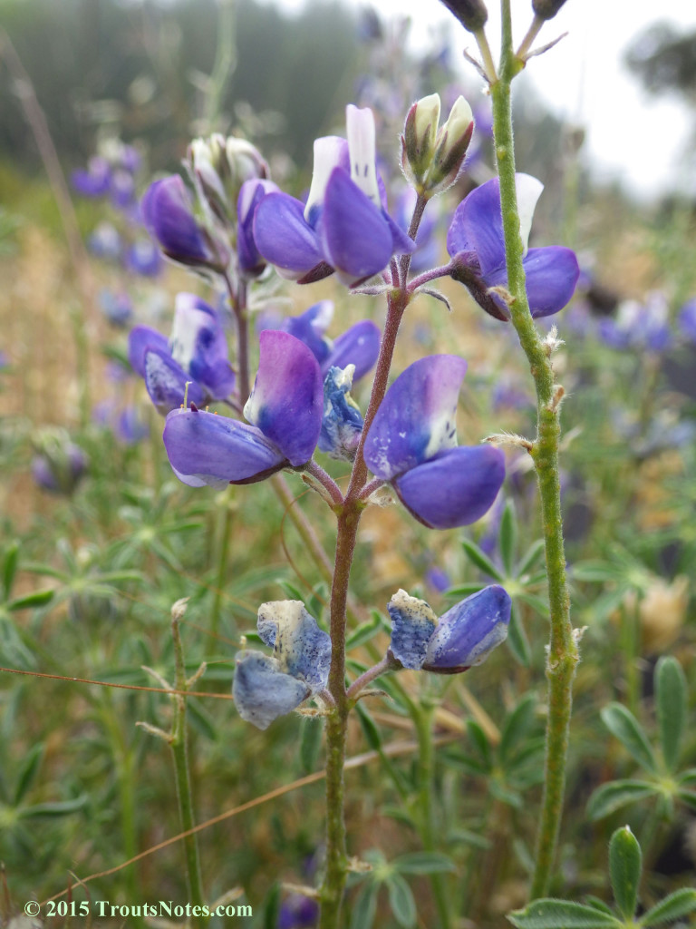 Lupinus bicolor – Trout's Notes