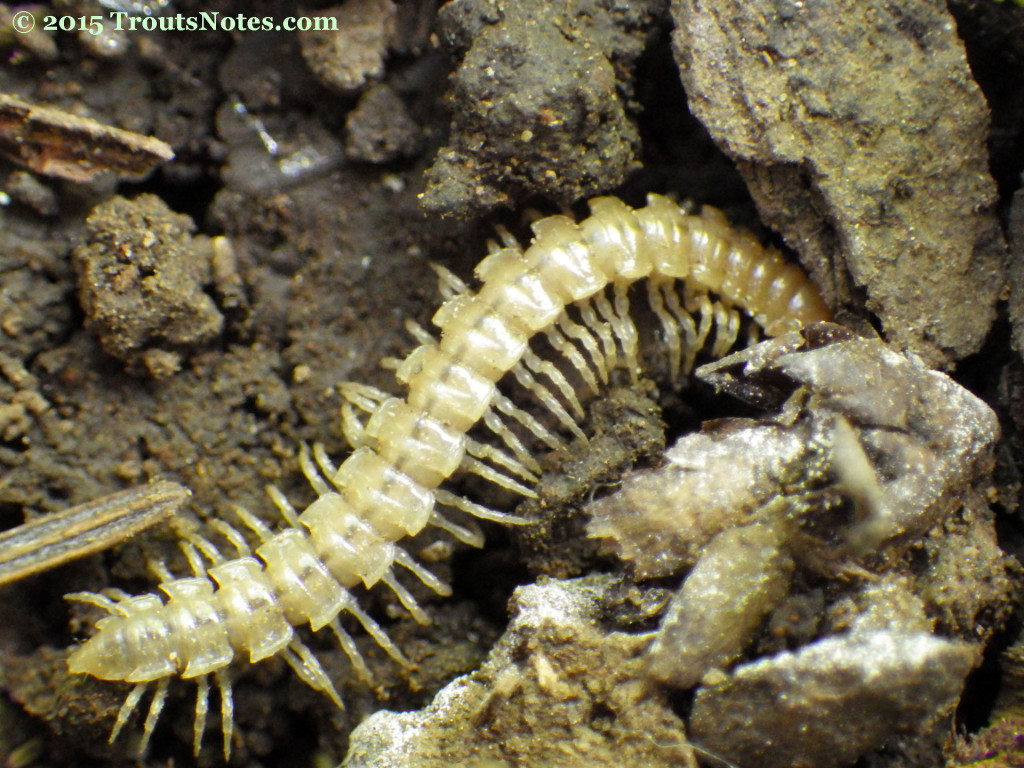 arthropods – Trout's Notes