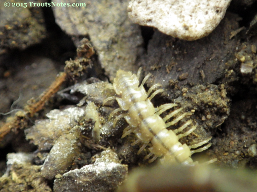 arthropods – Trout's Notes