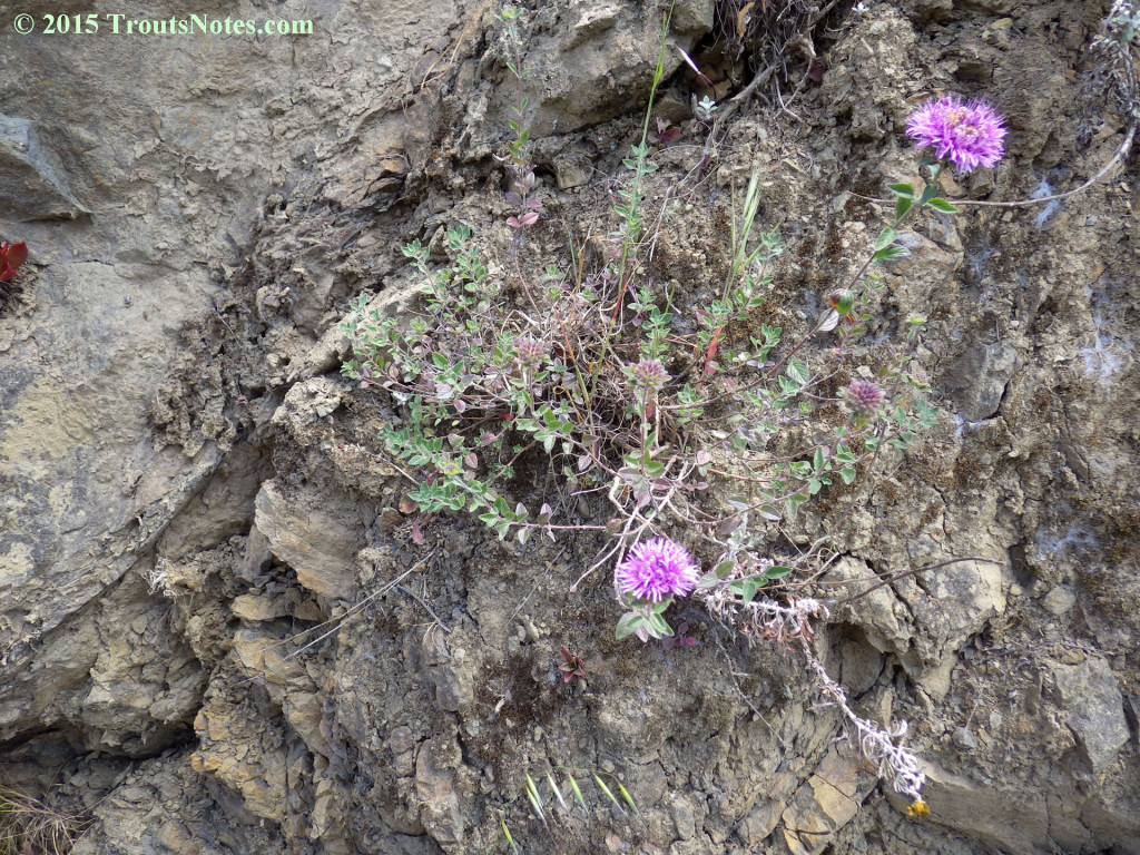 Monardella purpurea – Trout's Notes