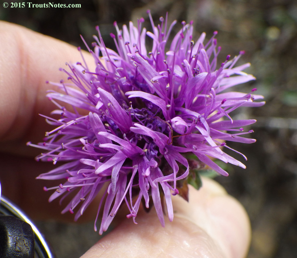 Monardella purpurea – Trout's Notes