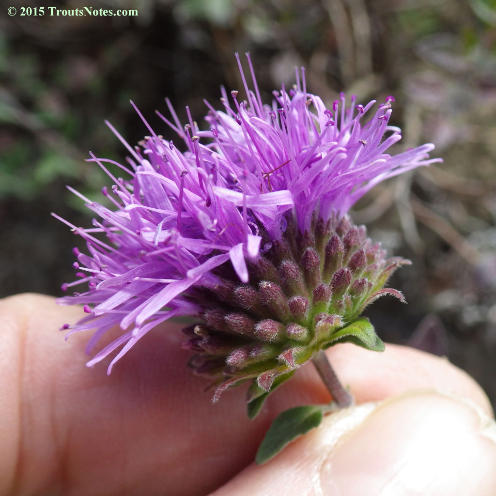 Monardella purpurea – Trout's Notes