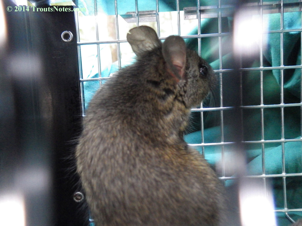 Animals – Trout's Notes