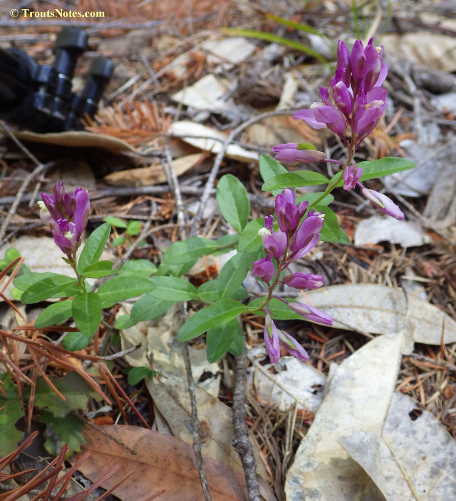 Polygala californica – Trout's Notes