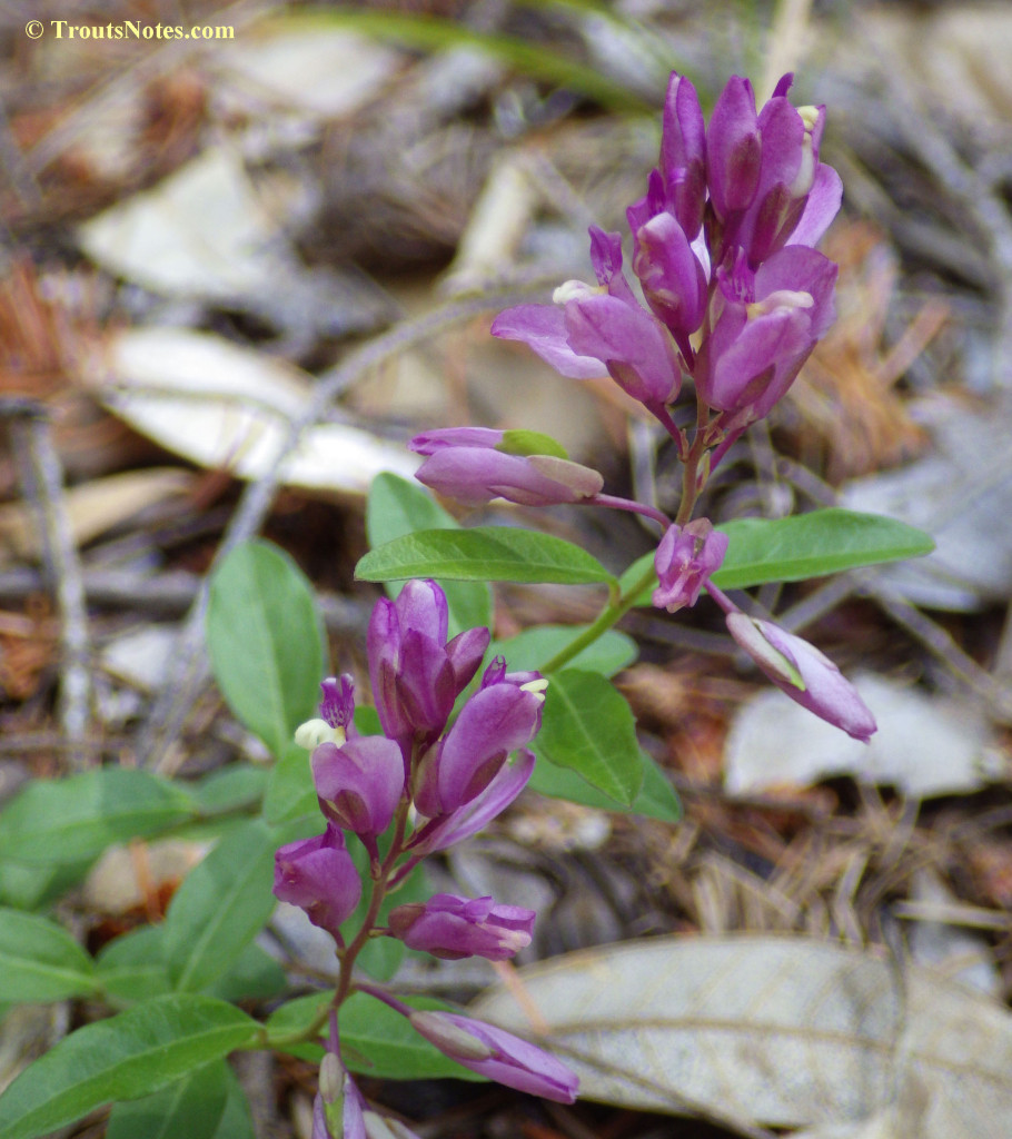 Polygala californica – Trout's Notes