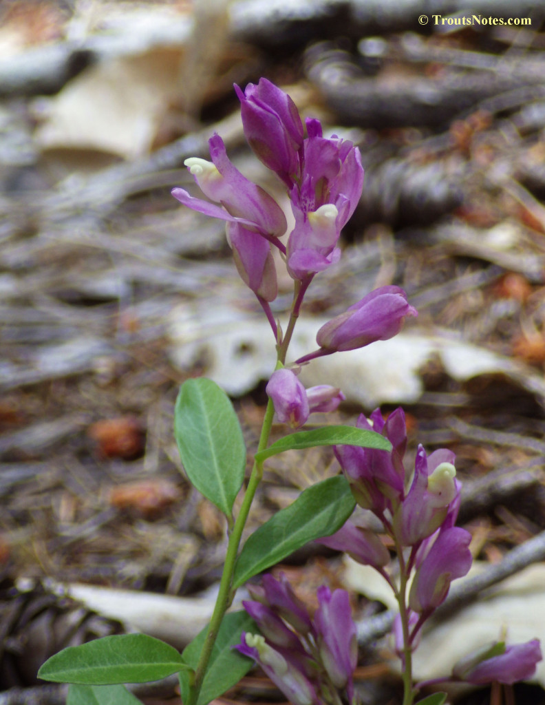 Polygala californica – Trout's Notes