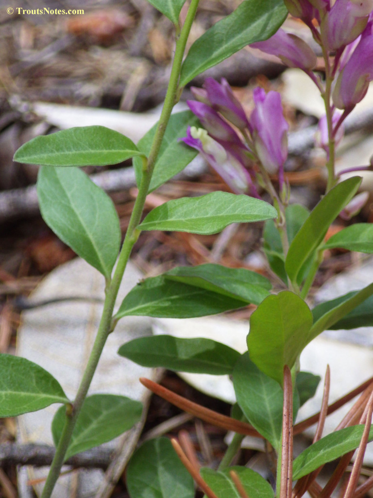 Polygala californica – Trout's Notes