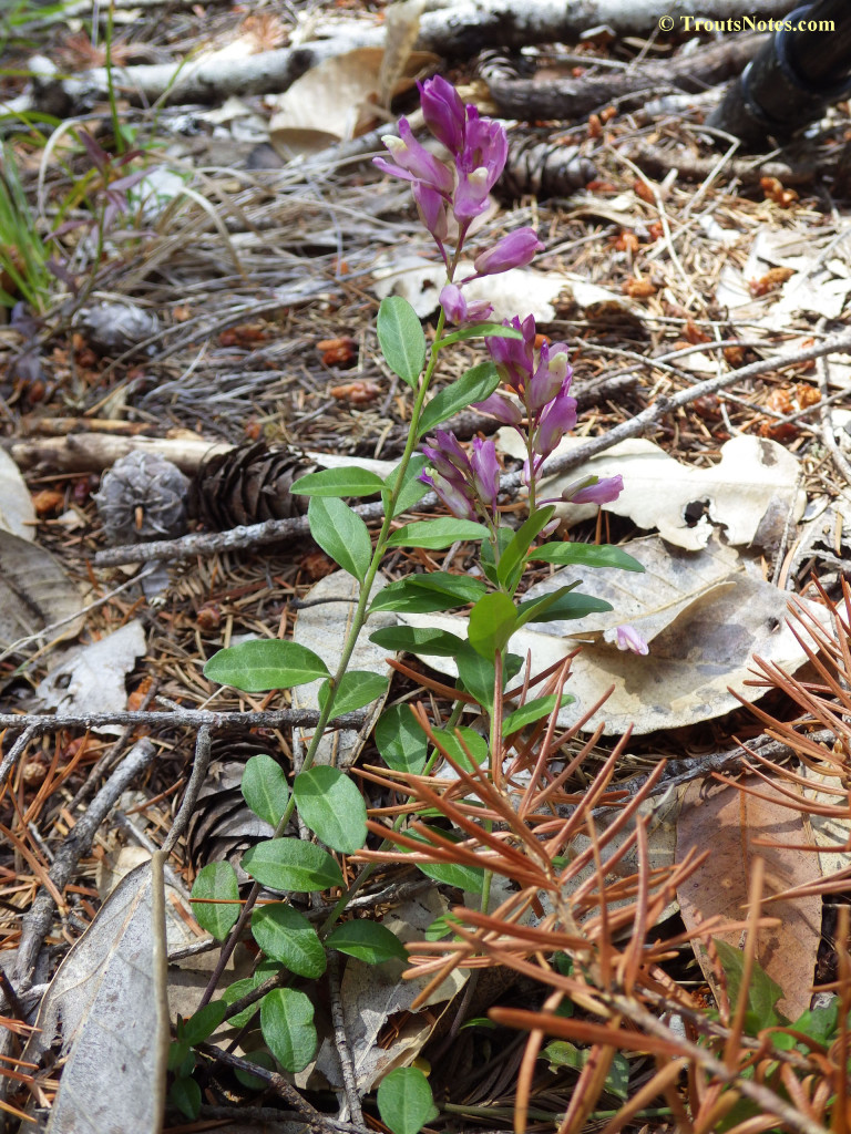 Polygala californica – Trout's Notes