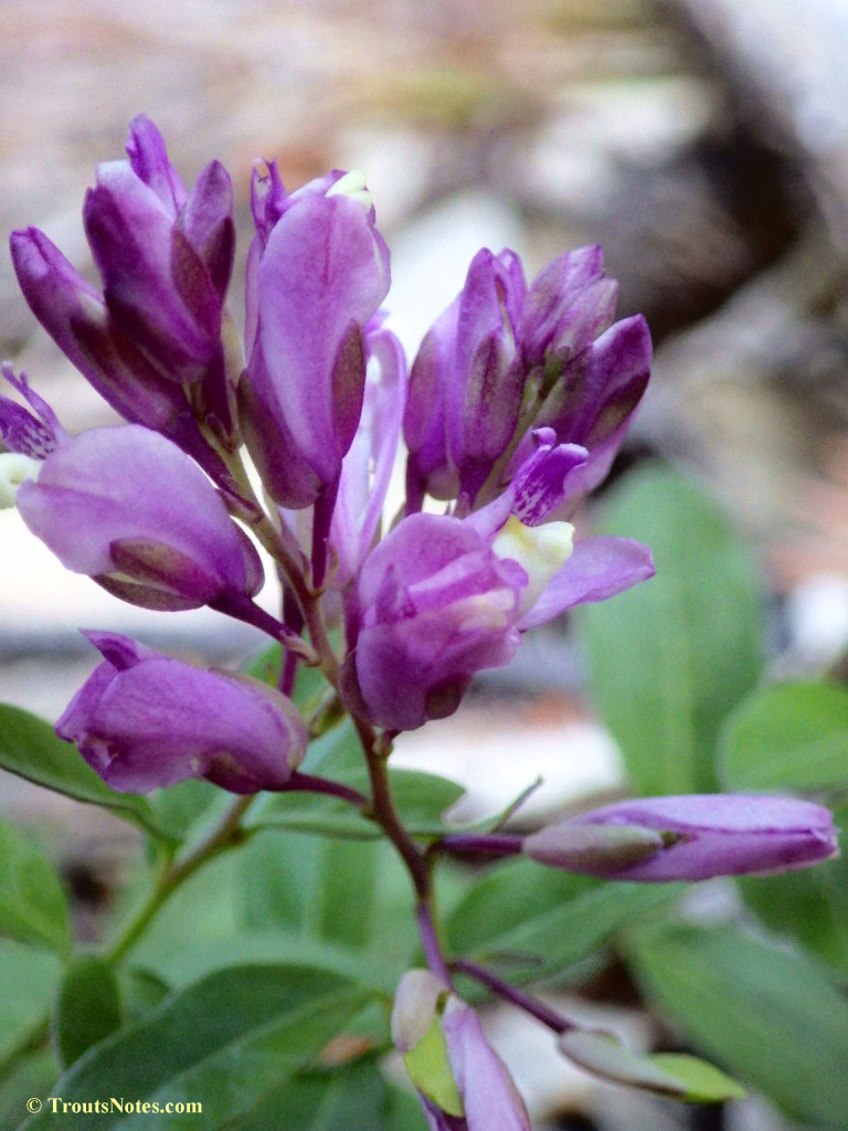 Polygala californica – Trout's Notes
