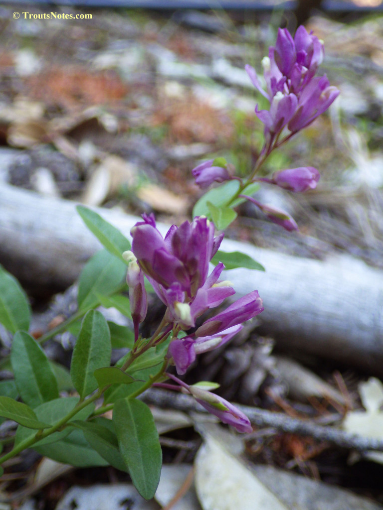 Polygala californica – Trout's Notes