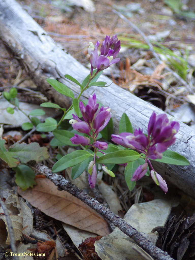 Polygala californica – Trout's Notes