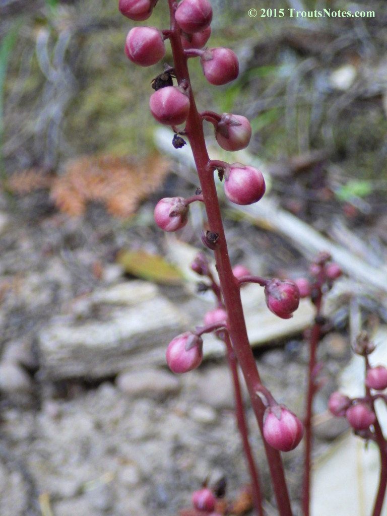 Pyrola asarifolia subsp. bracteata – Trout's Notes