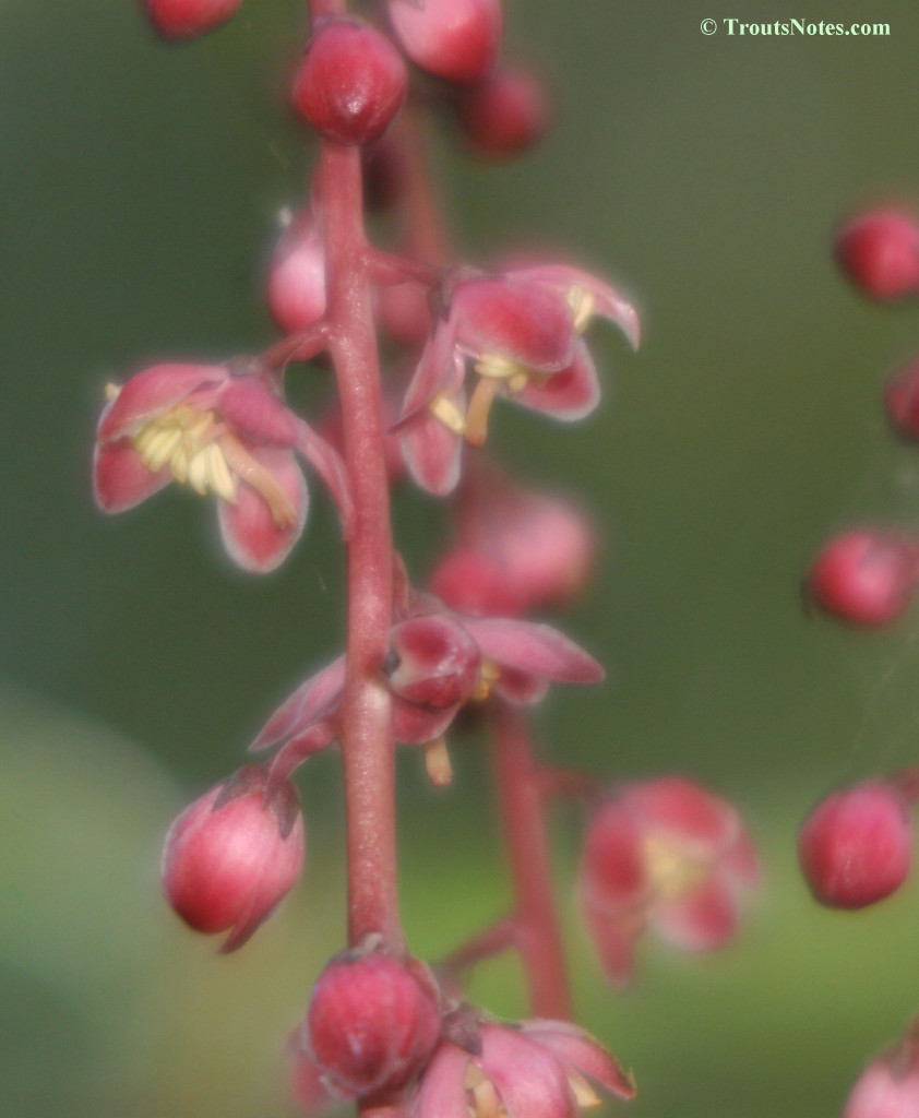 Pyrola asarifolia subsp. bracteata – Trout's Notes