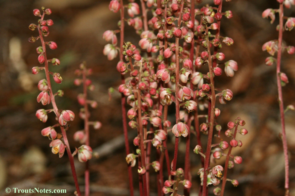 Pyrola asarifolia subsp. bracteata – Trout's Notes