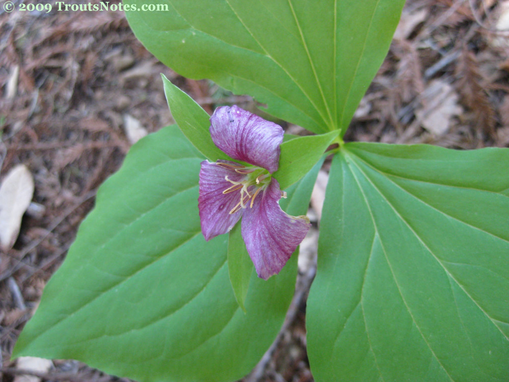 Trillium – Trout's Notes
