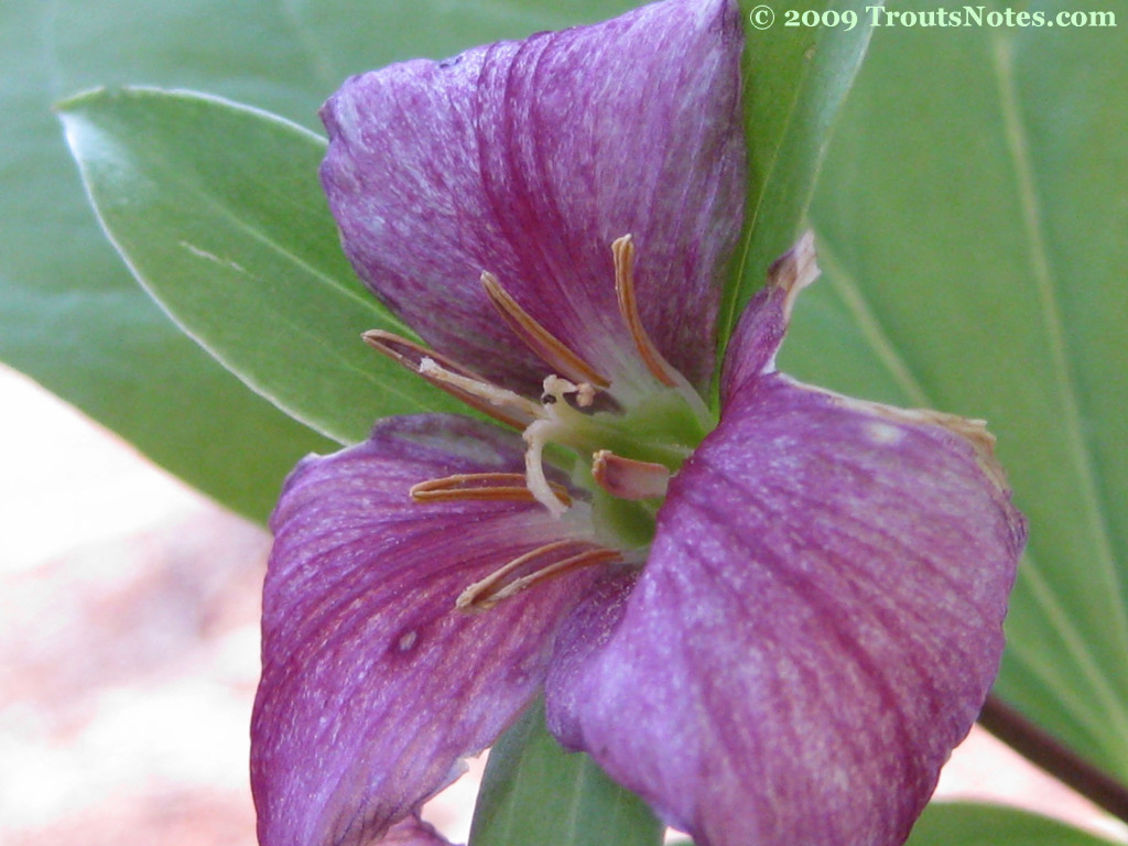 Trillium – Trout's Notes
