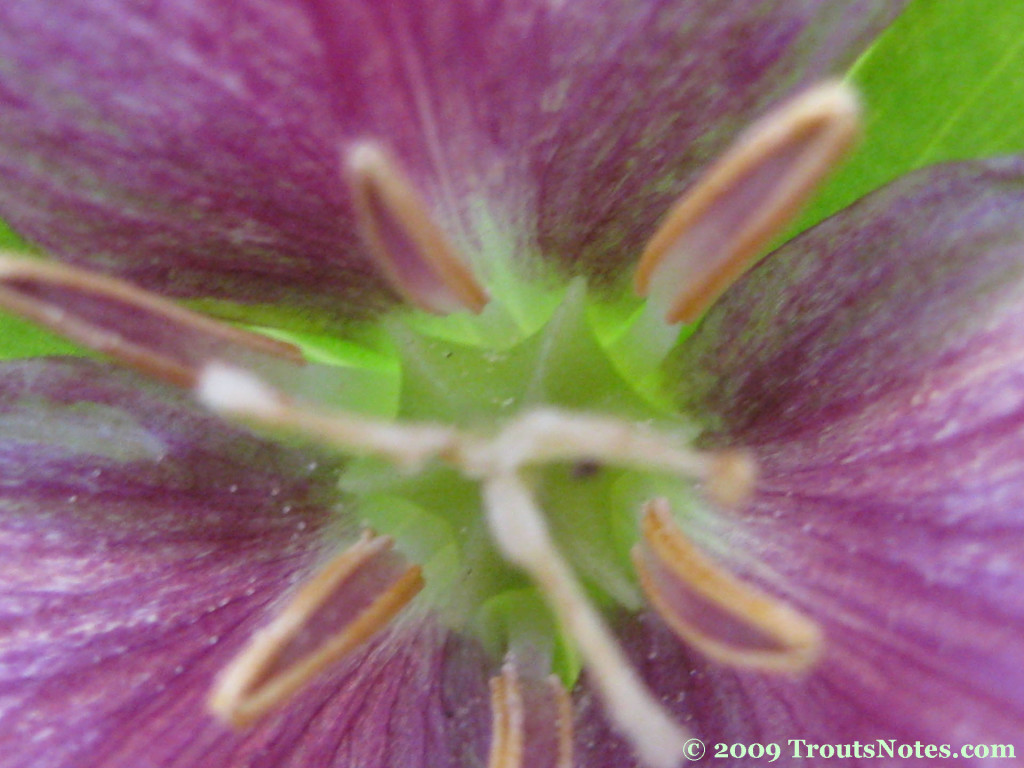 Trillium – Trout's Notes