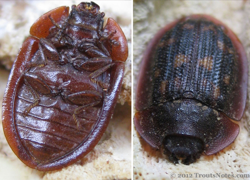 Animals – Trout's Notes