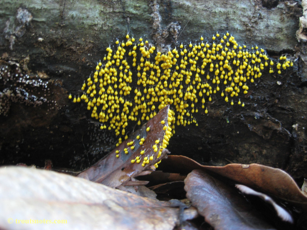 insect egg slime mold – Trout's Notes