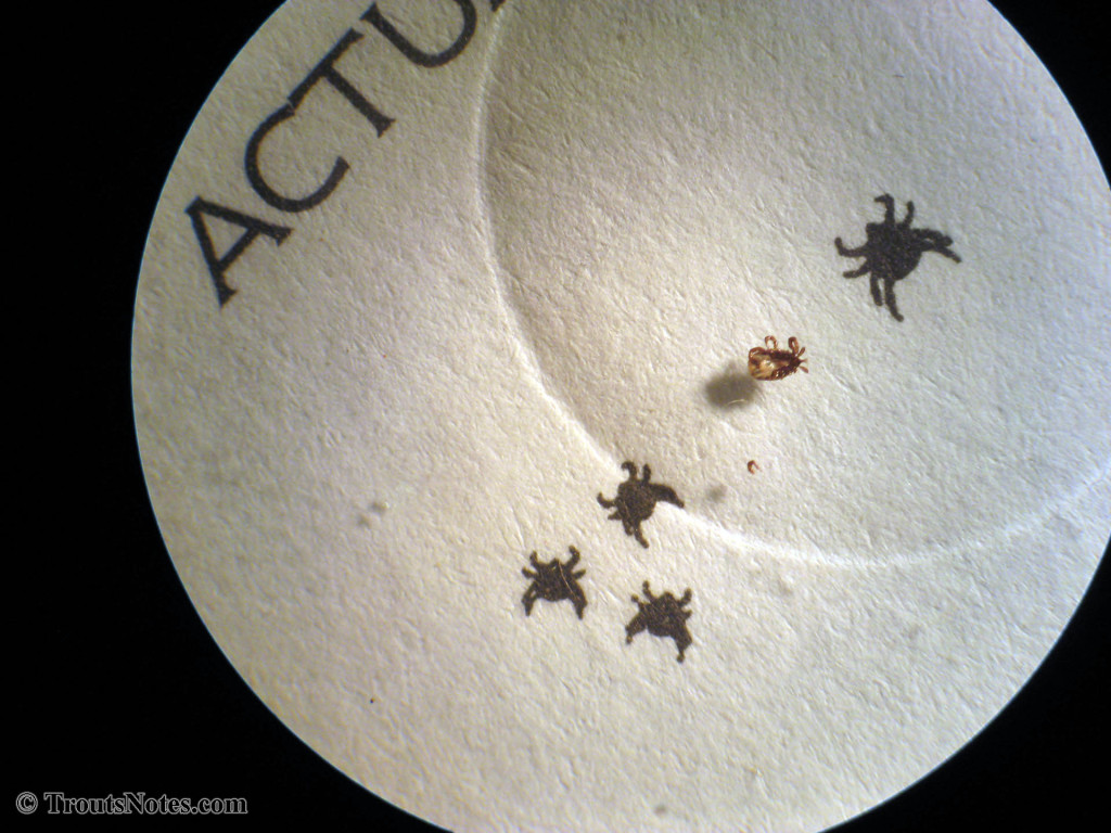 tick-scale_IMG_4686 – Trout's Notes