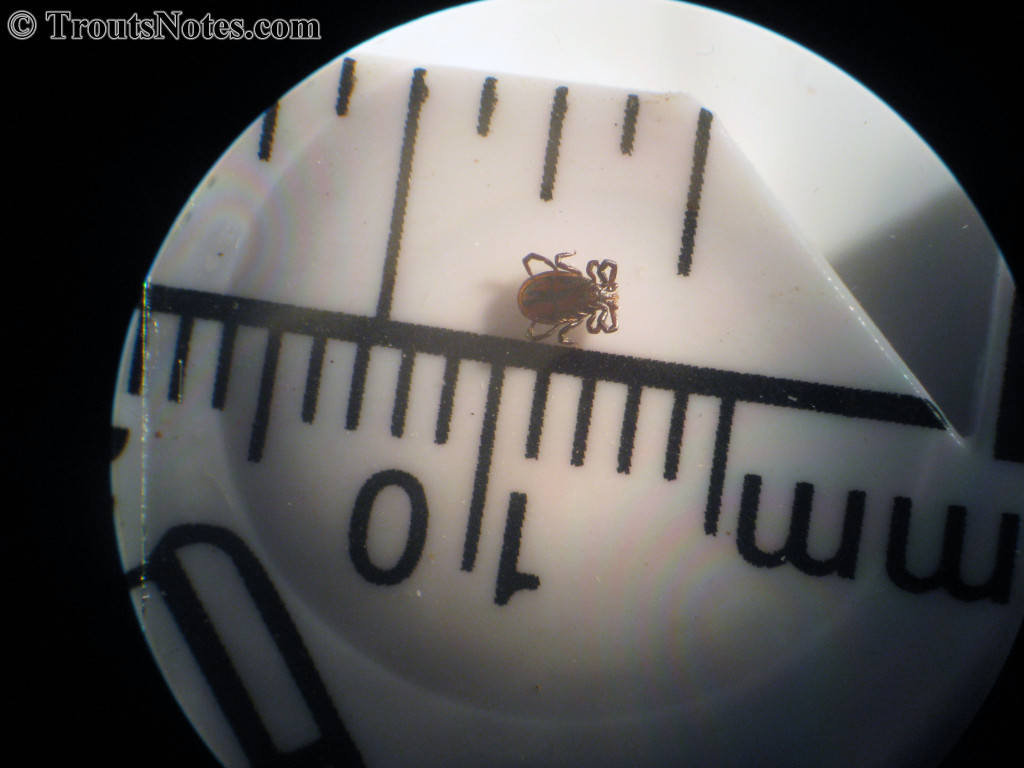 tick-scale_IMG_4792 – Trout's Notes