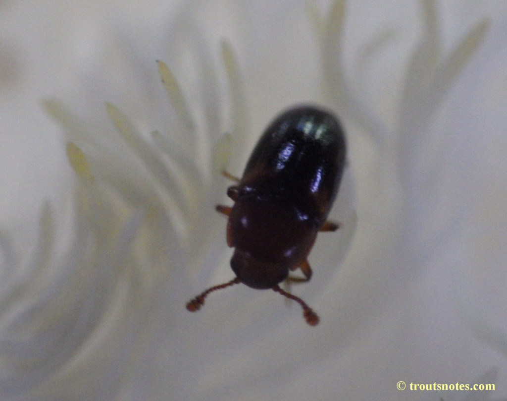 insects – Trout's Notes