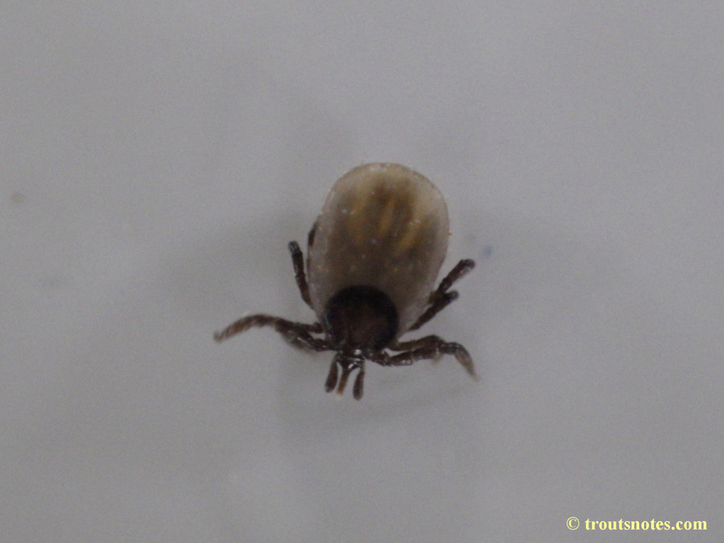 ticks – Trout's Notes