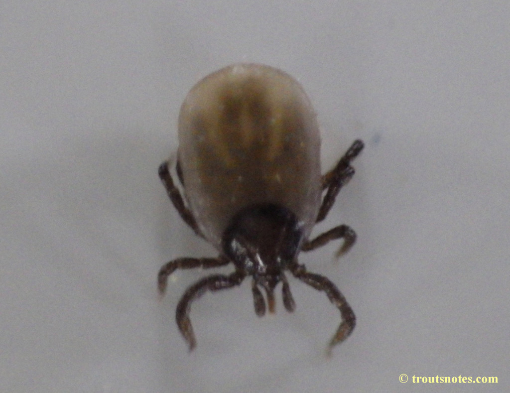 Ixodes-pacificus-female-nymph_fed-overnight_19june2015_IMGP6108 – Trout ...