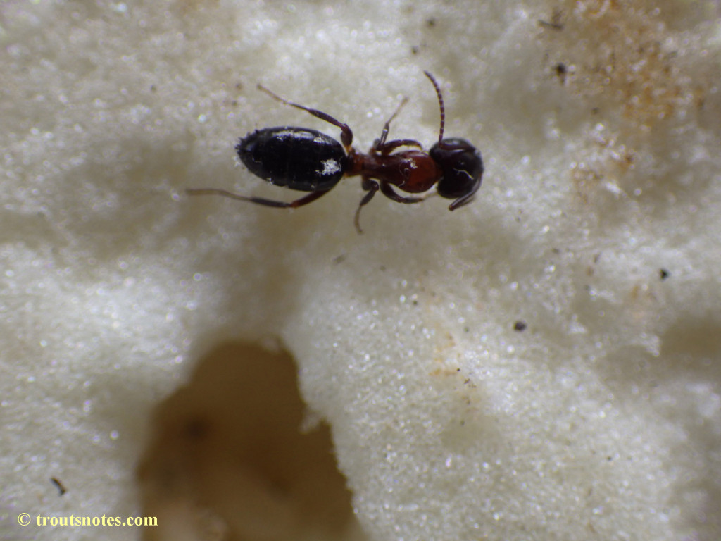 insects – Trout's Notes
