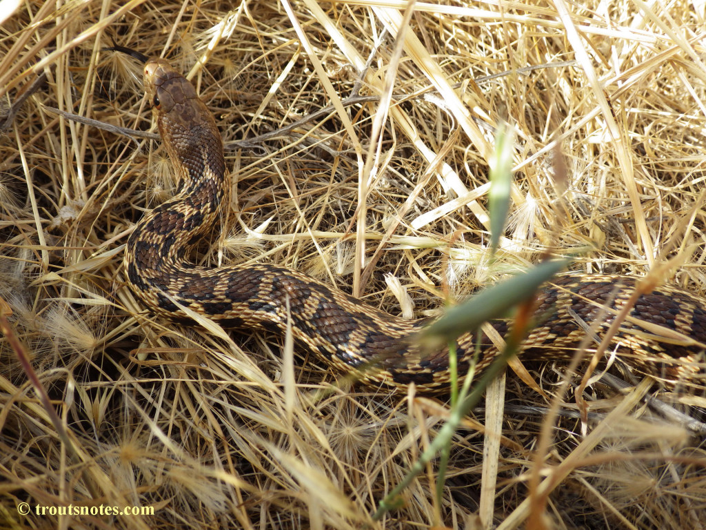 Animals – Trout's Notes