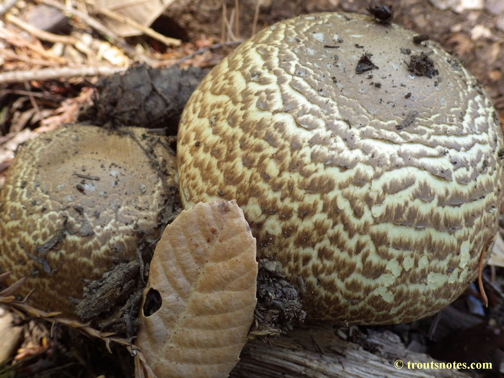 IMGP6933 – Trout's Notes