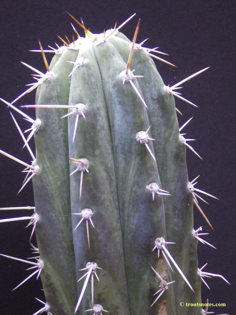 Some peruvianus in the garden – Trout's Notes