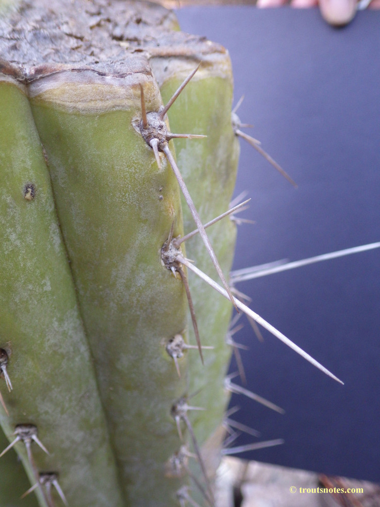 Trichocereus peruvianus – Trout's Notes