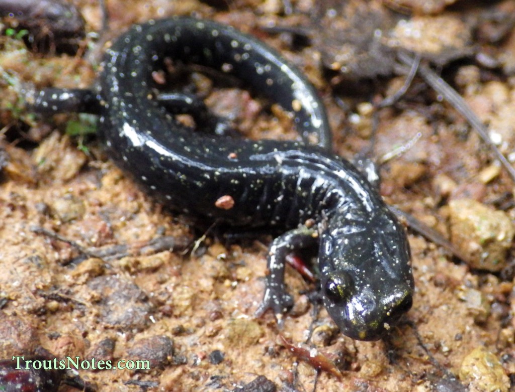 Aneides flavipunctatus flavipunctatus – Trout's Notes